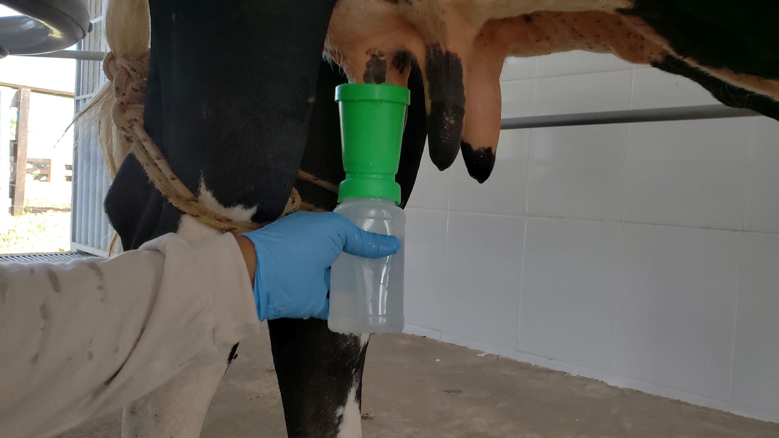 Boas práticas para obtenção de leite com qualidade na produção familiar ...